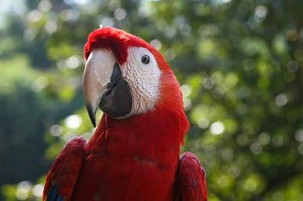International Bird Day - FLAAR MESOAMERICA