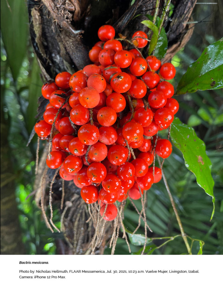 Huiscoyol Palms, Bactris major and Bactris mexicana