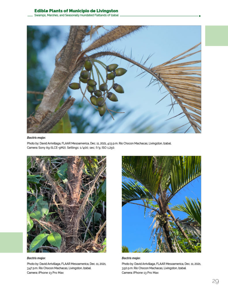 Huiscoyol Palms, Bactris major and Bactris mexicana