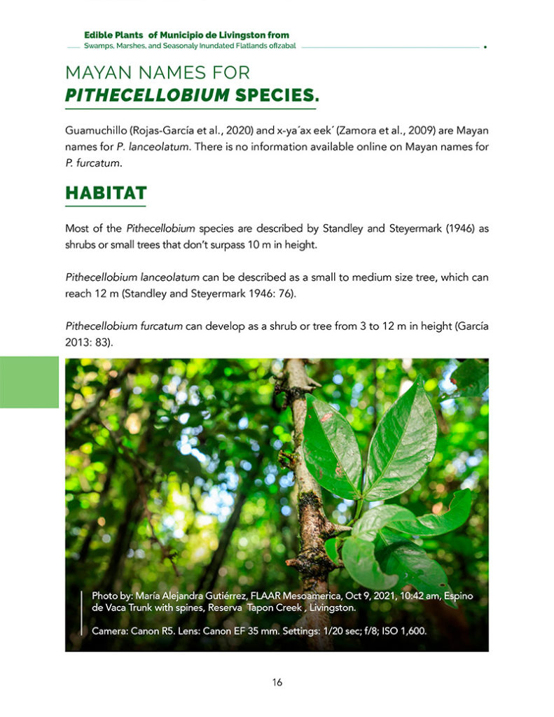 Espino de Vaca Bastard Bully Tree - FLAAR MESOAMERICA