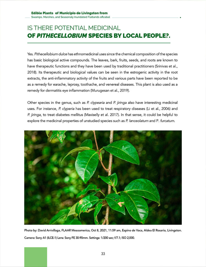 Espino de Vaca Bastard Bully Tree - FLAAR MESOAMERICA