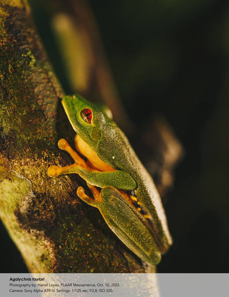 FLAAR ANNUAL REPORT FOR YEAR 2022 - FLAAR MESOAMERICA