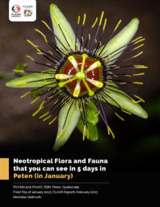 Neotropical Flora and Fauna that you can see in 5 days in Peten (in ...