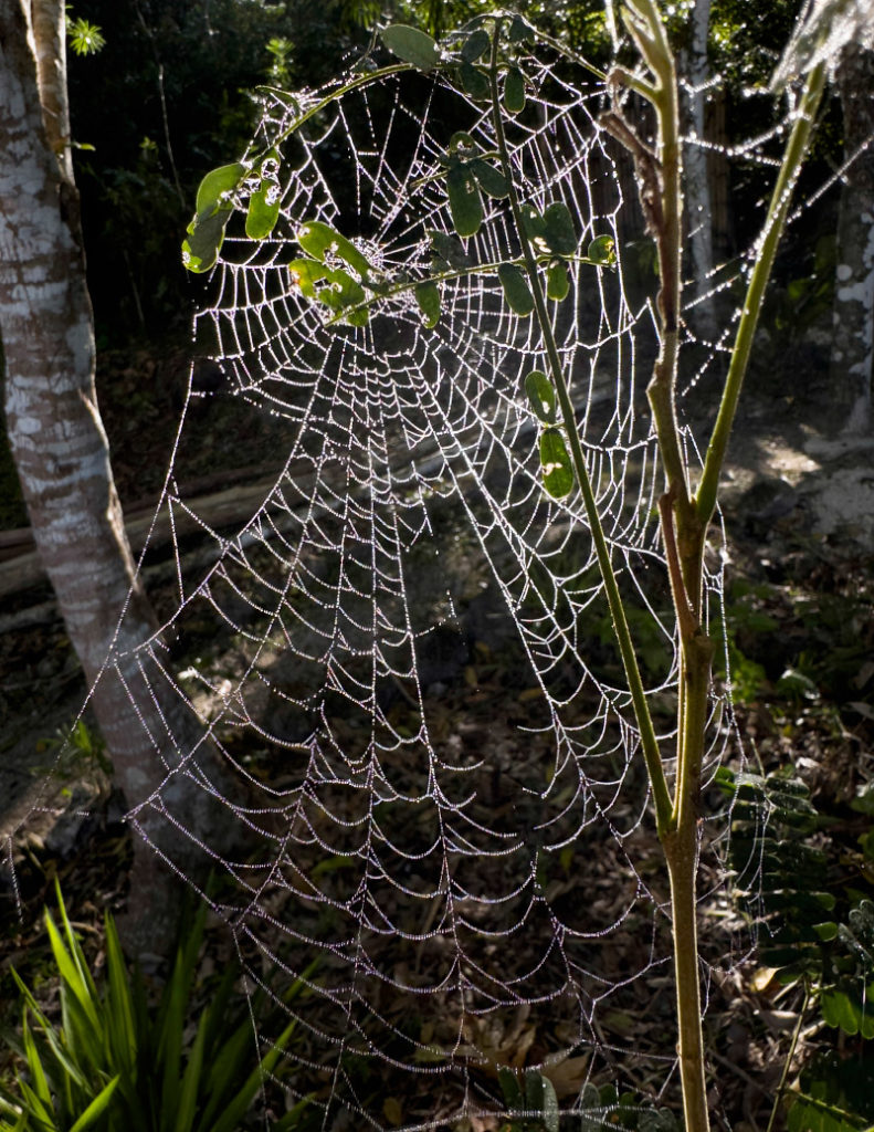 Neotropical Flora and Fauna that you can see in 5 days in Peten (in January) - FLAAR MESOAMERICA