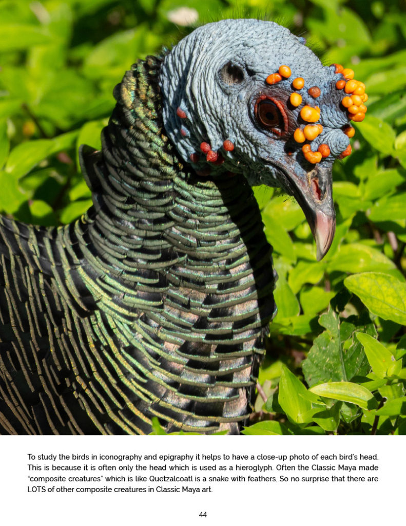 Neotropical Flora and Fauna that you can see in 5 days in Peten (in ...