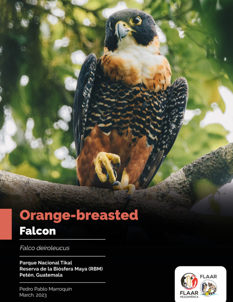 Orange-breasted, Falcon (Falco deiroleucus) - FLAAR MESOAMERICA