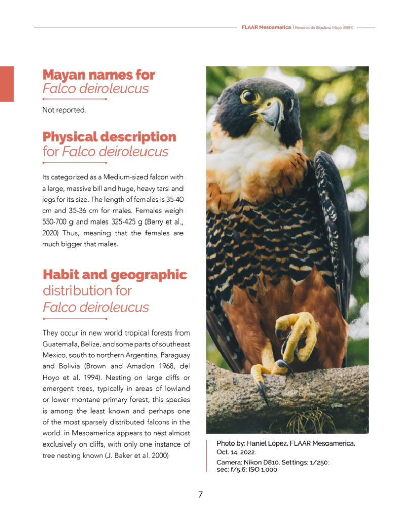 Orange-breasted, Falcon (Falco deiroleucus) - FLAAR MESOAMERICA