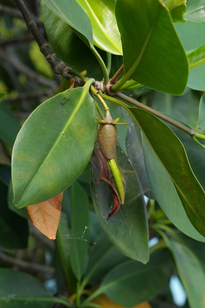 Mangroves of Rio San Pedro, amusing cases of ecology and evolutionary ...