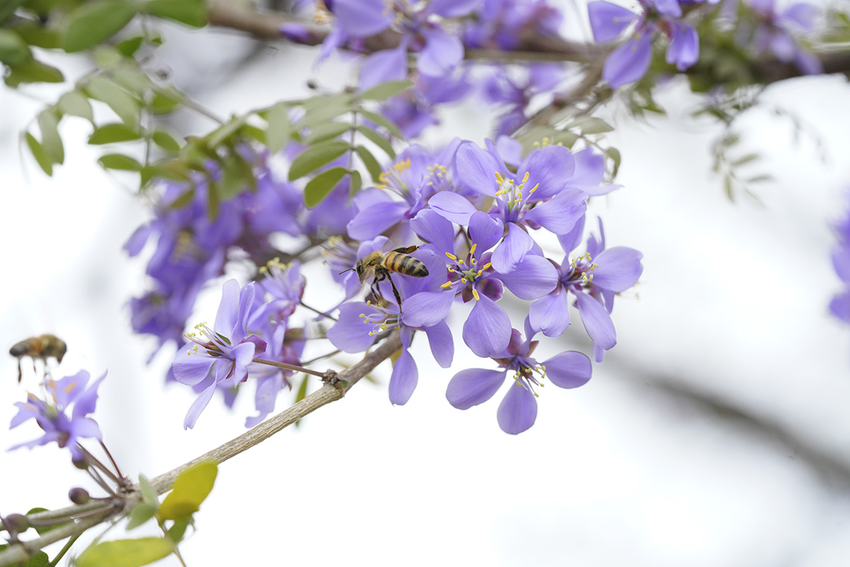 Trees to admire today, the international day for the preservation of ...