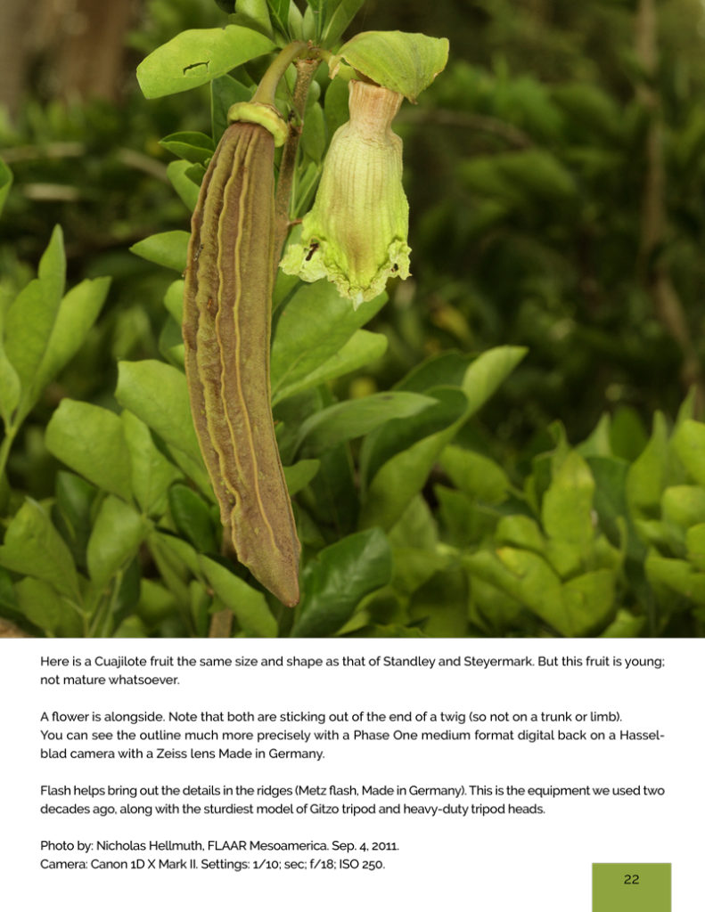 Cuajilote, Pamentiera acuelata - FLAAR MESOAMERICA