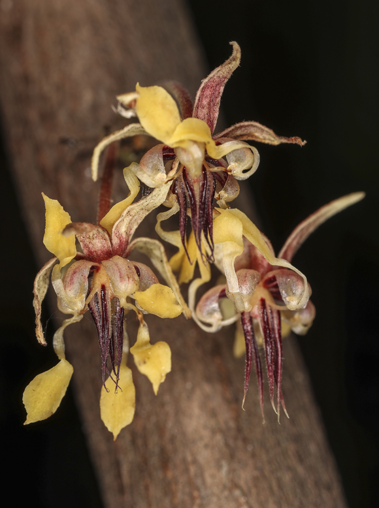 Cacao in the Mayan Culture and other interesting facts - FLAAR MESOAMERICA