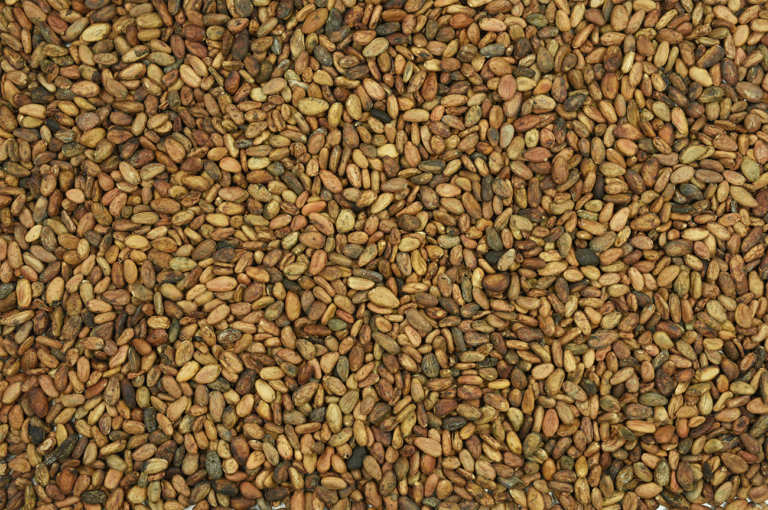 Cacao in the Mayan Culture and other interesting facts - FLAAR MESOAMERICA