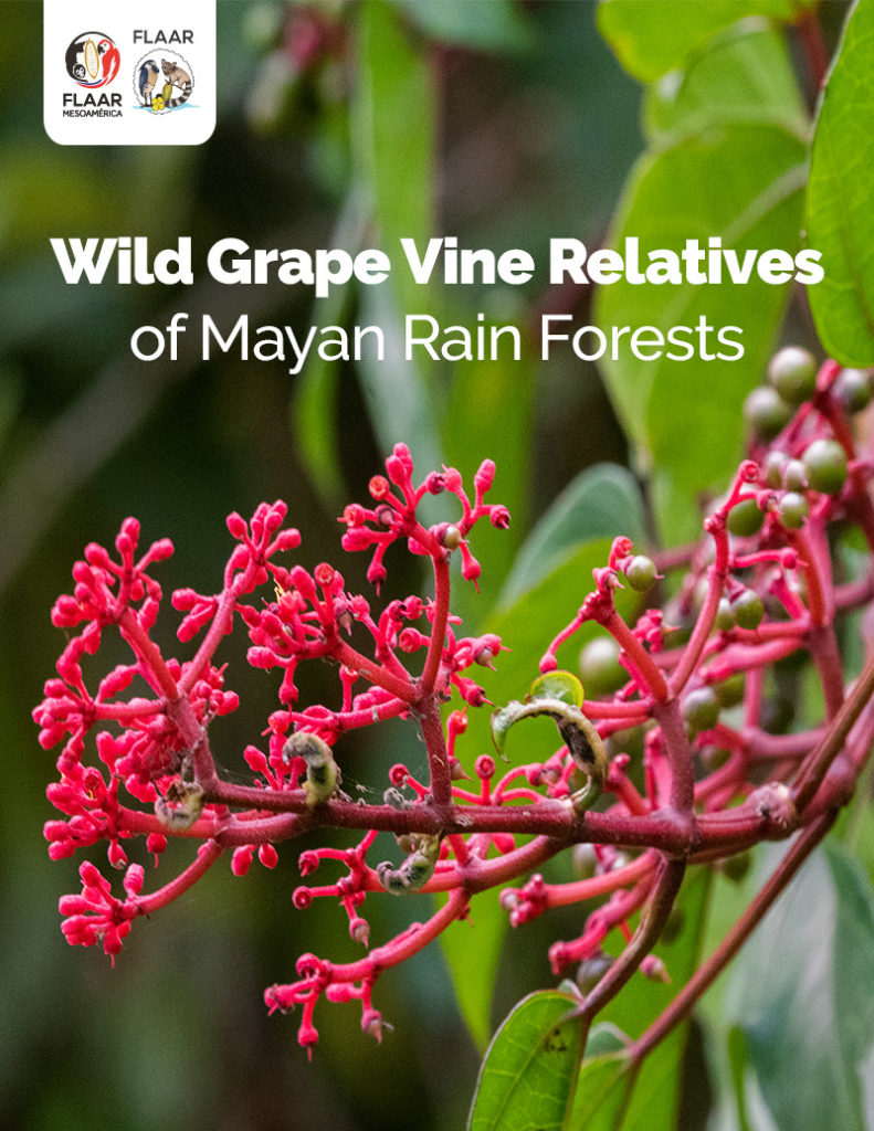 Cissus gossypiifolia - Wild Grape Vine Relatives of Mayan Rain Forests ...