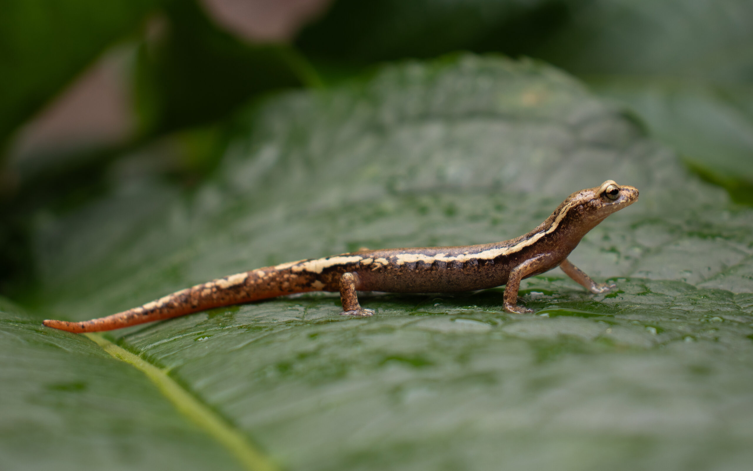 Cobán Climbing Salamander: An Example of How Genetic Differentiation ...