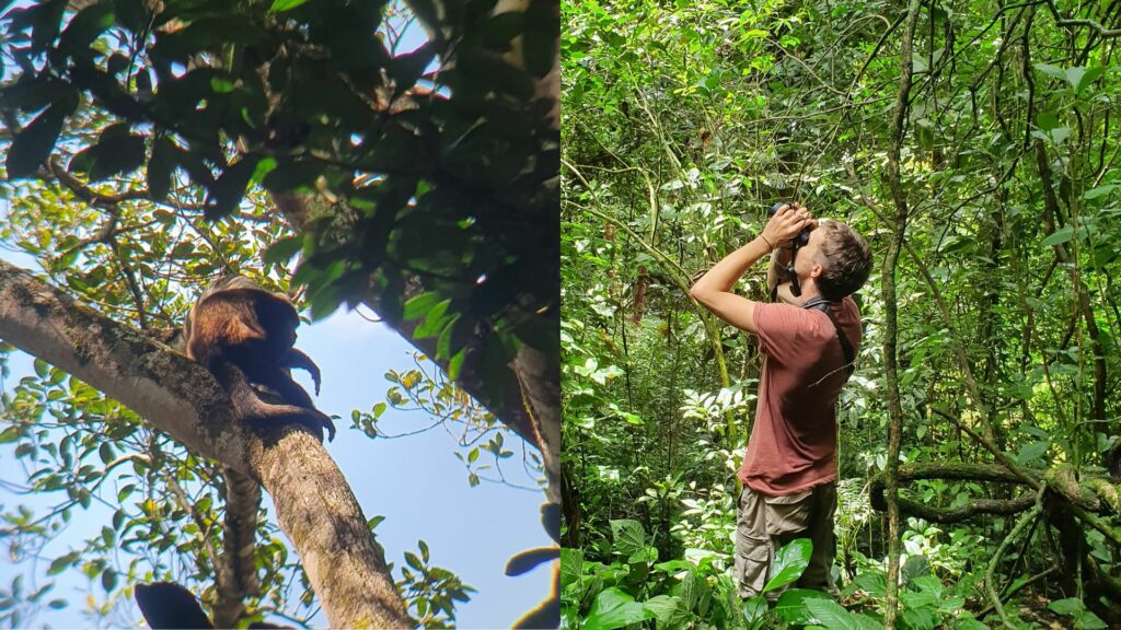 Between Roars and Thermometers: The Climatic Dance of Mantled Howler ...