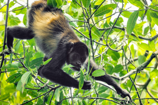 Between Roars and Thermometers: The Climatic Dance of Mantled Howler ...