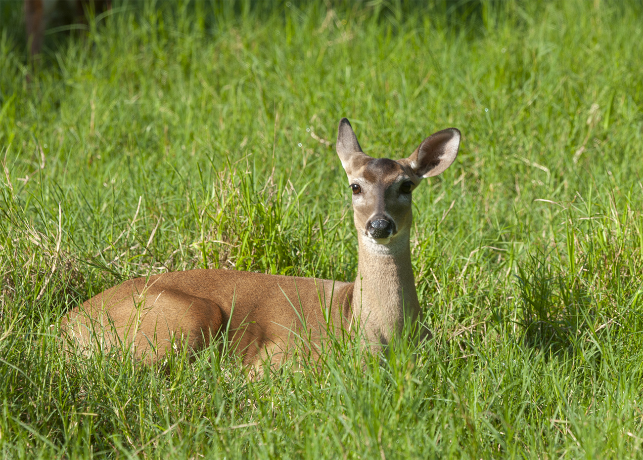 How do we celebrate Christmas in Guatemala? Take a closer look at the ...