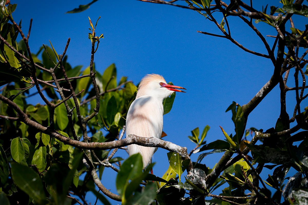 Symbiosis: Mastering the Harmony of Coexistence on Valentine’s Day ...