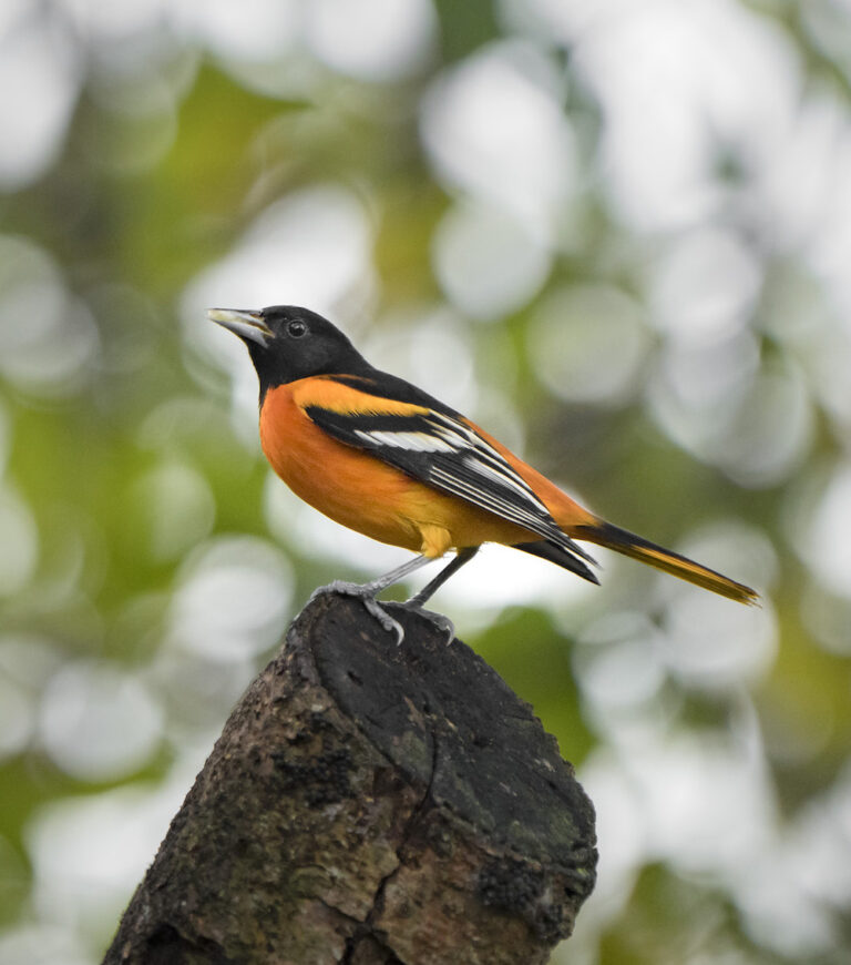 The impact of noise pollution on birds - FLAAR MESOAMERICA