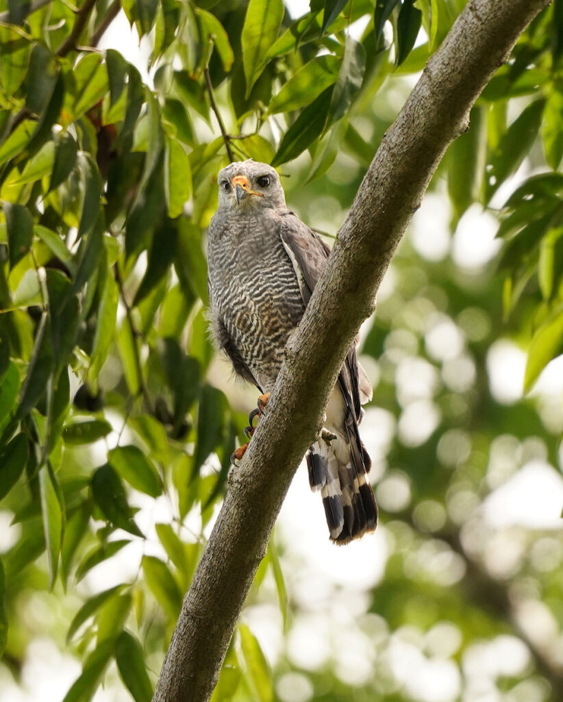 The impact of noise pollution on birds - FLAAR MESOAMERICA