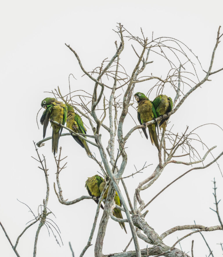 The impact of noise pollution on birds - FLAAR MESOAMERICA