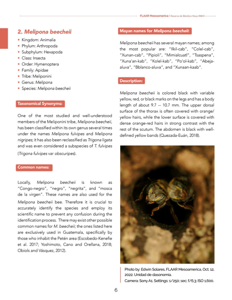 Stingless Bees , Tetragonisca angustula, Trigona nigerrima ...