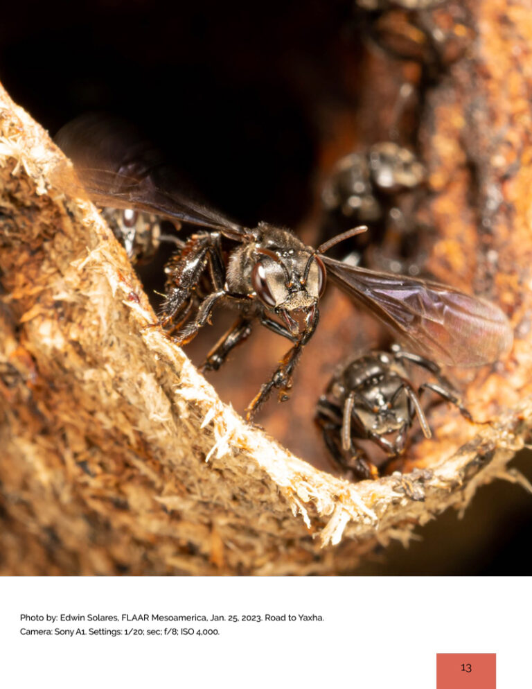 Stingless Bees , Tetragonisca angustula, Trigona nigerrima ...
