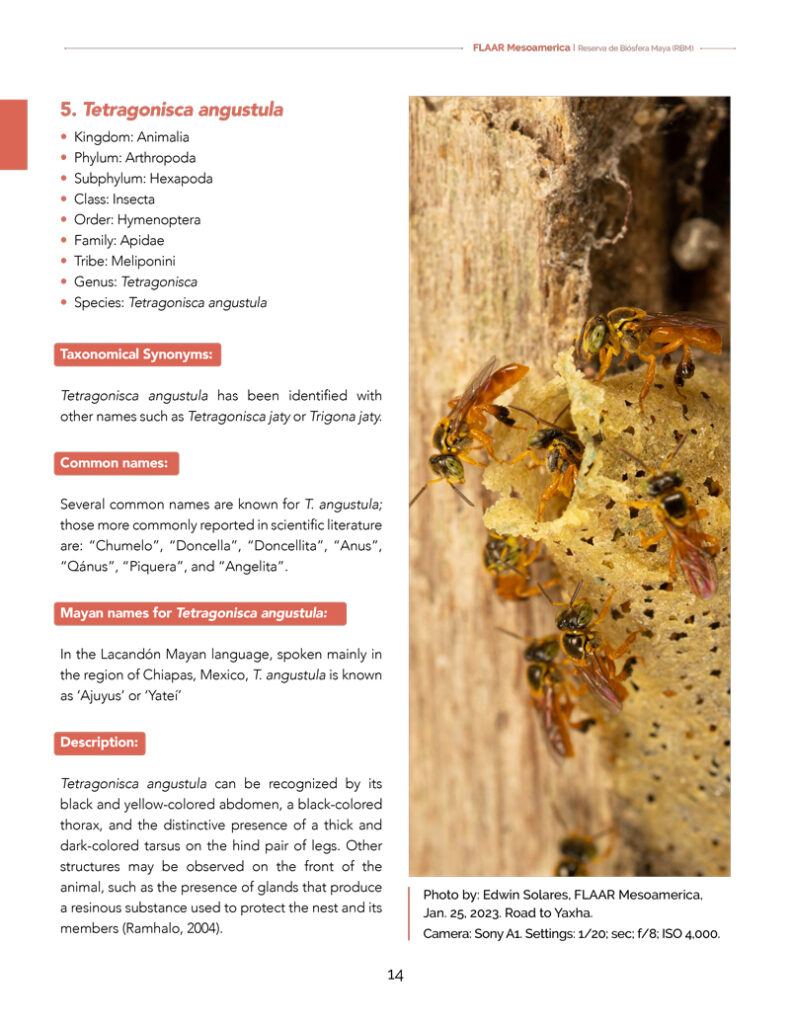 Stingless Bees , Tetragonisca angustula, Trigona nigerrima ...