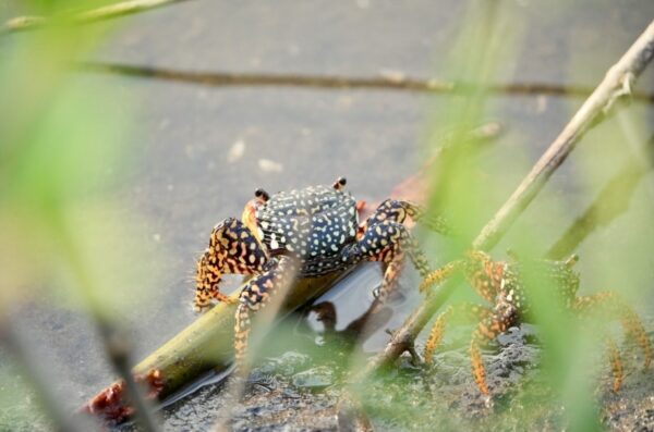 A Closer Look at Marine Species in Classic Maya Art - FLAAR MESOAMERICA