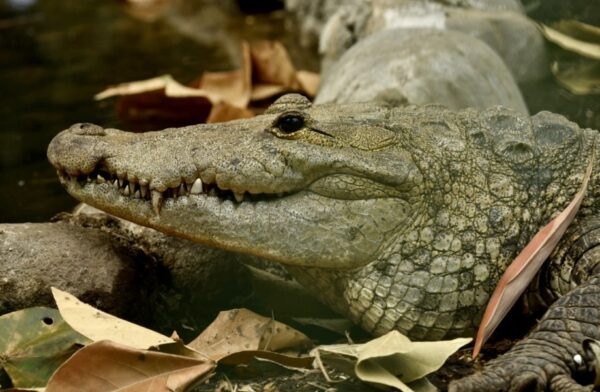 A Closer Look at Marine Species in Classic Maya Art - FLAAR MESOAMERICA