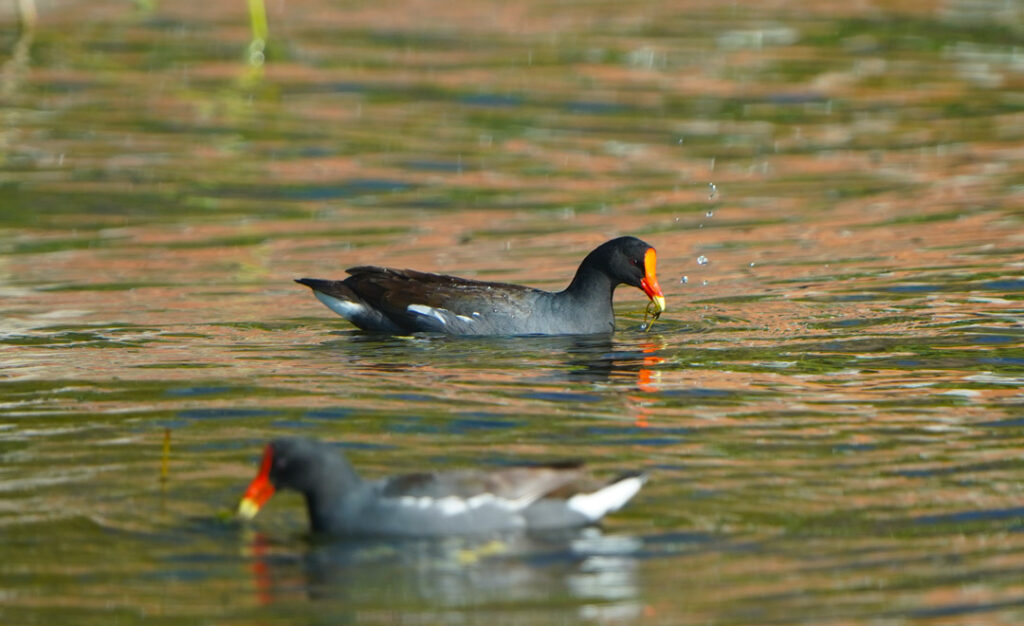 Documentation of Migratory Birds in Lake Atitlan, “The Most Beautiful ...