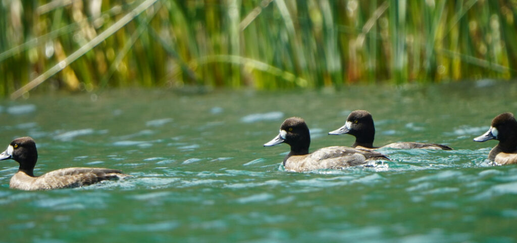 Documentation of Migratory Birds in Lake Atitlan, “The Most Beautiful ...