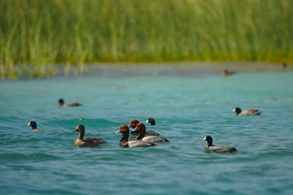 Documentation of Migratory Birds in Lake Atitlan, “The Most Beautiful ...