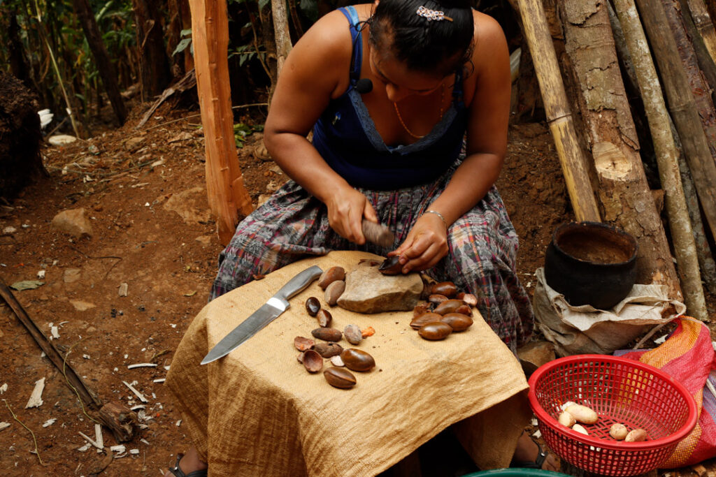 A delicious substitute of Cacao drink using Mamey Sapote seeds - FLAAR ...