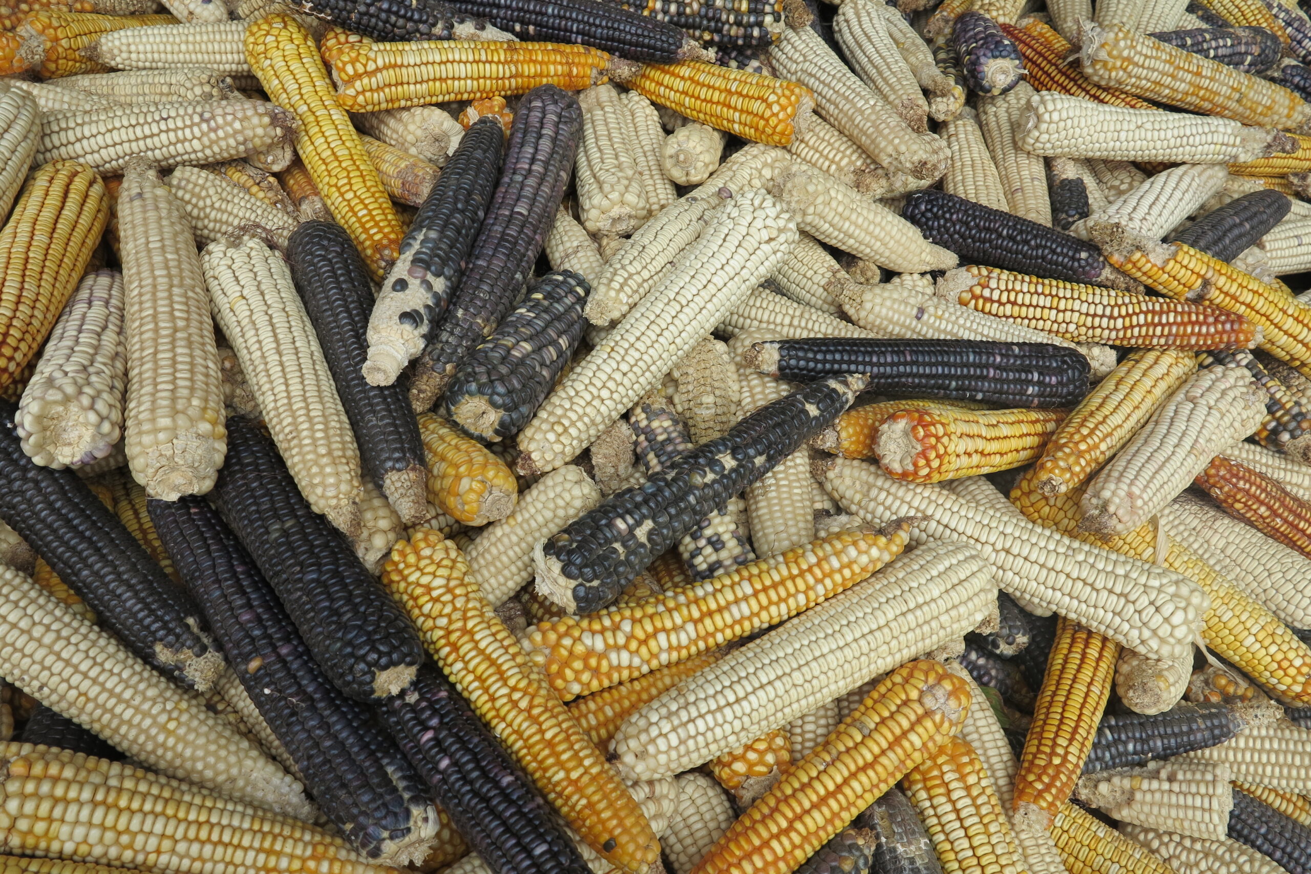 Corntastic facts about corn - FLAAR MESOAMERICA