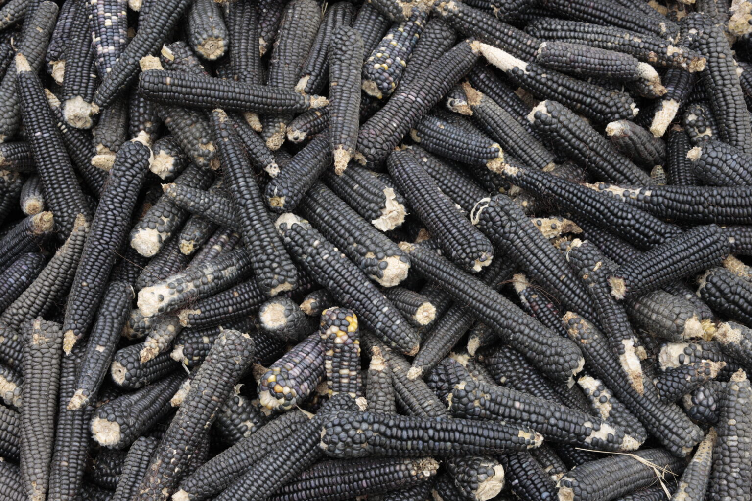 Corntastic facts about corn - FLAAR MESOAMERICA