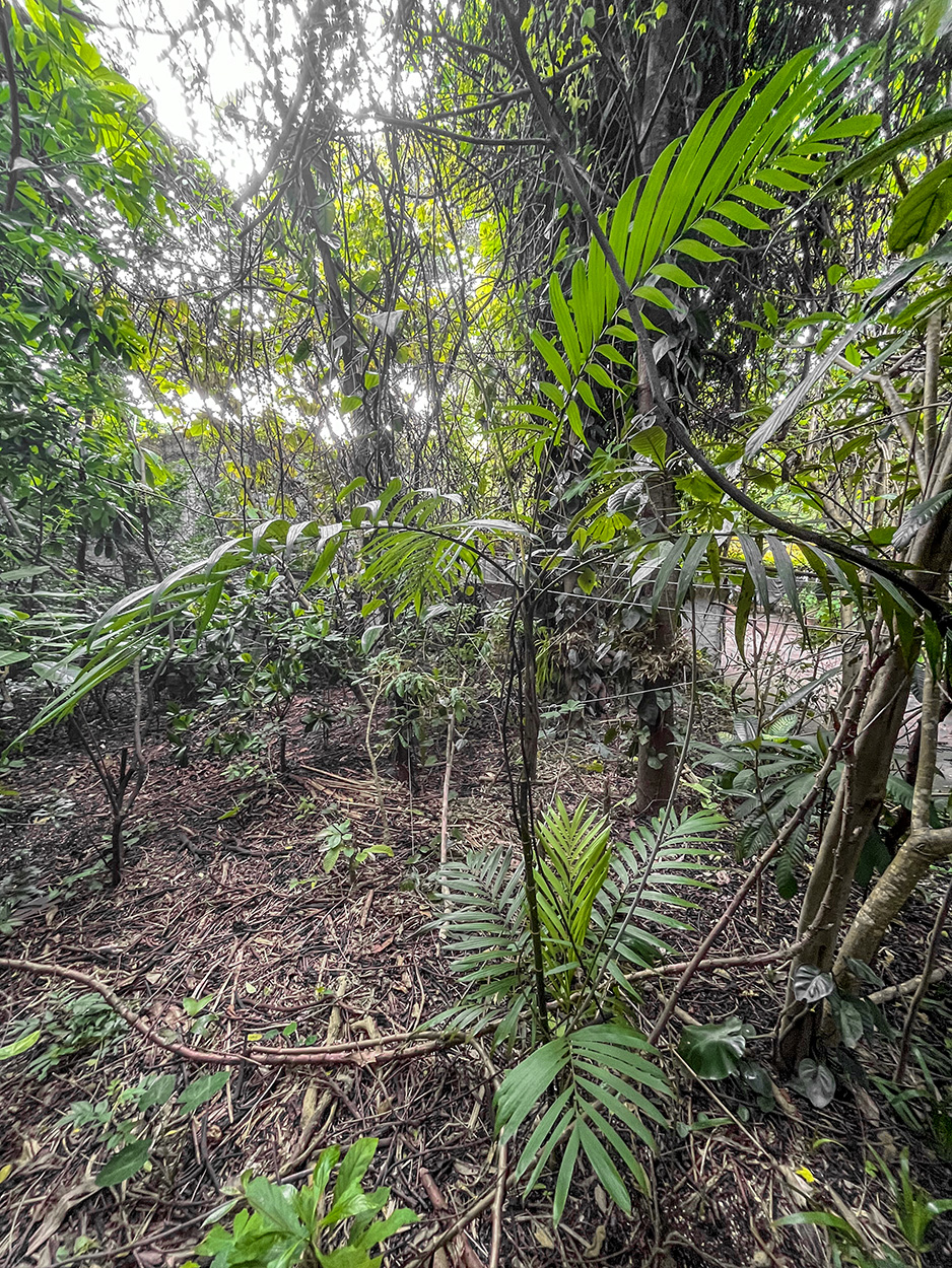 The wild heart of Guatemalans: native species representative of ...