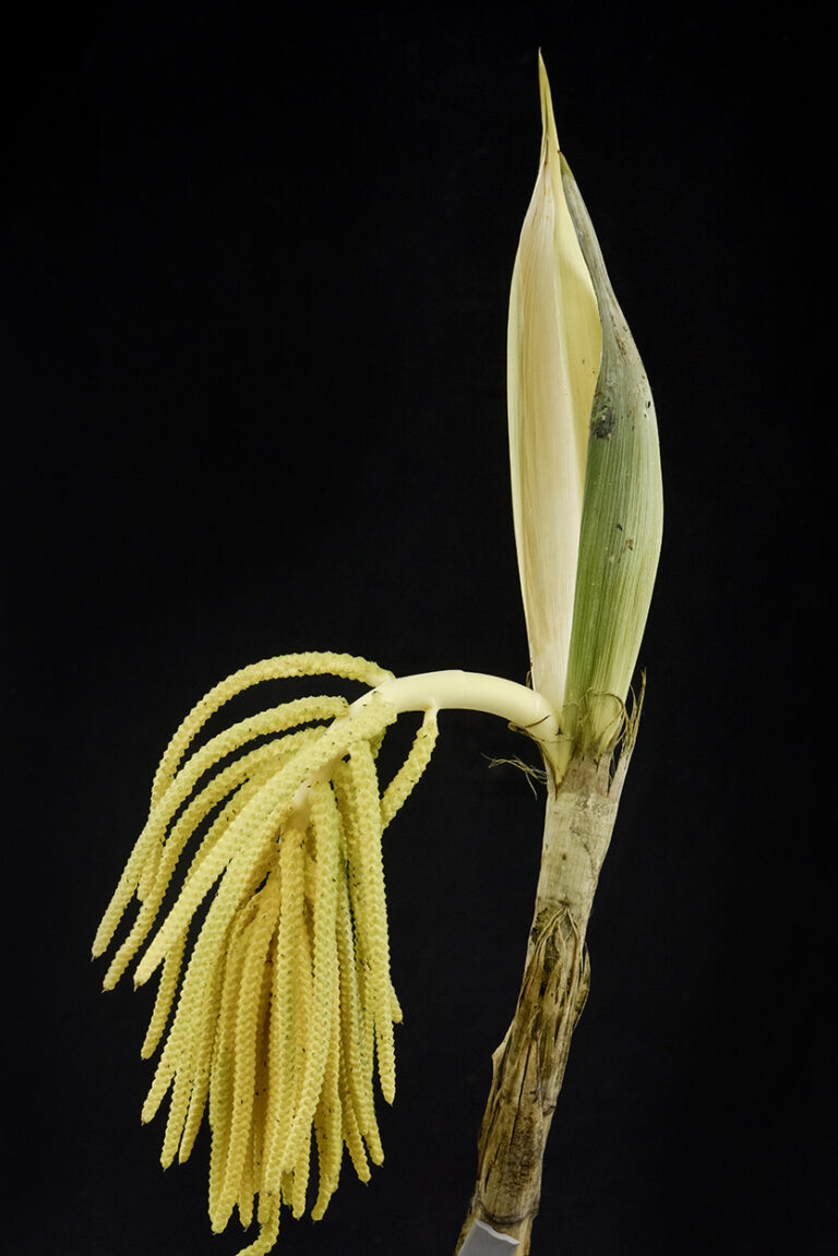 The wild heart of Guatemalans: native species representative of ...