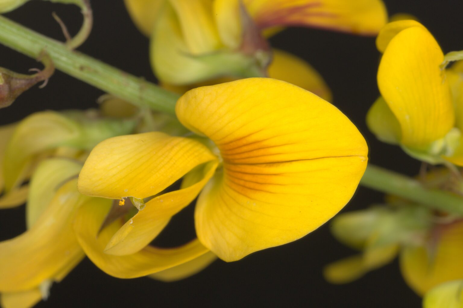 The wild heart of Guatemalans: native species representative of ...