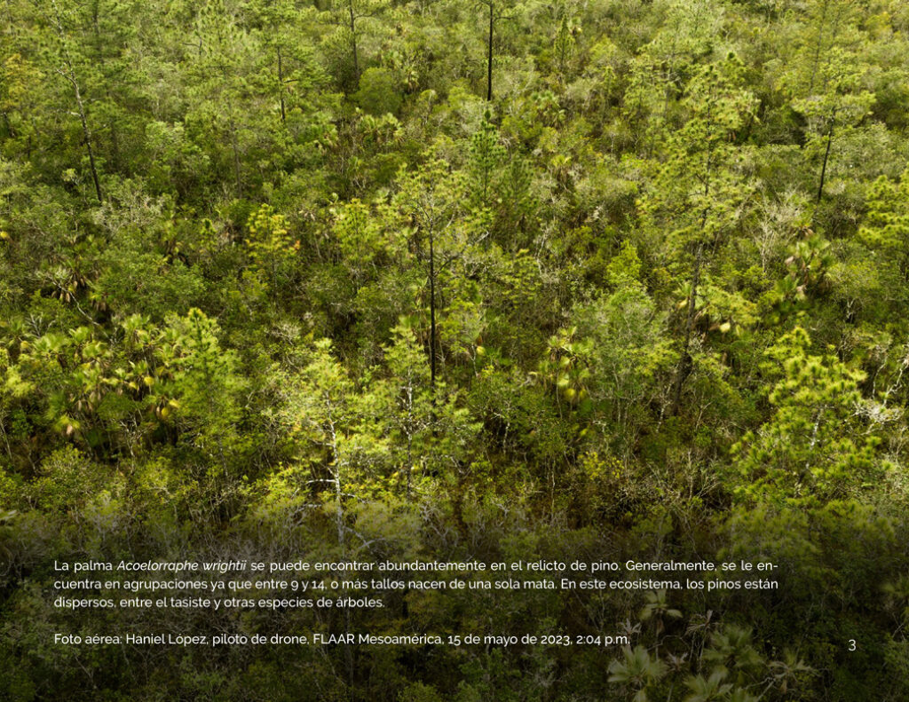 El bosque relicto de pino de la Reserva de la Biósfera Maya: Un ...
